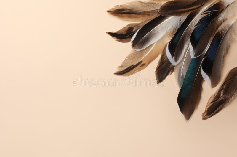 Many Different Bird Feathers on Beige Background, Flat Lay. Space for ...