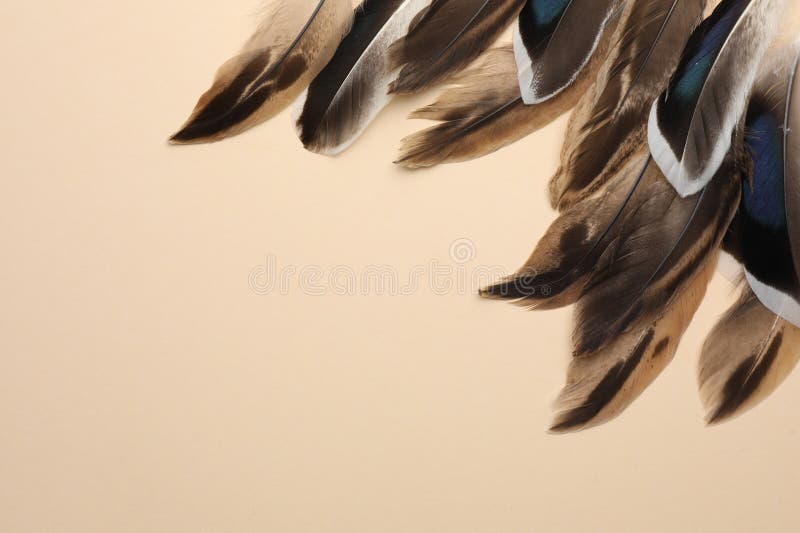 Many Different Bird Feathers on Beige Background, Flat Lay. Space for ...
