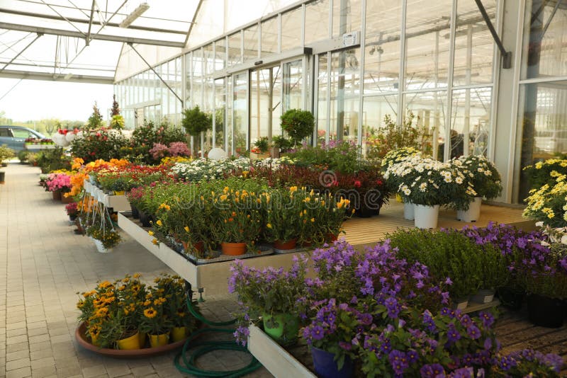 Many Different Blooming Plants Near Garden Center Stock Image - Image ...