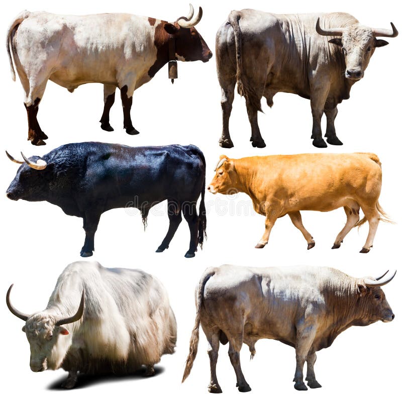 Many Different Breeds of Cows on White Background Stock Photo - Image ...