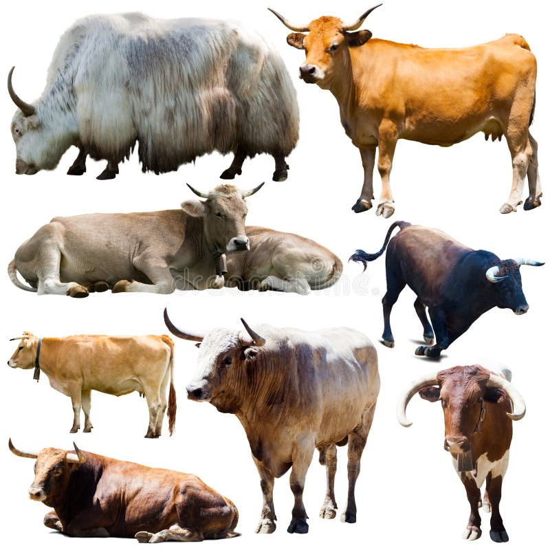 Different Cattle Bull Breeds Stock Photos - Free & Royalty-Free Stock ...