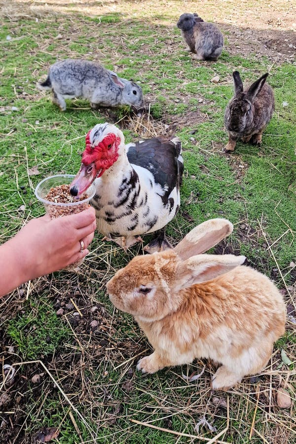 Many Different Color Rabbits and Ducks in Garden Stock Image - Image of ...