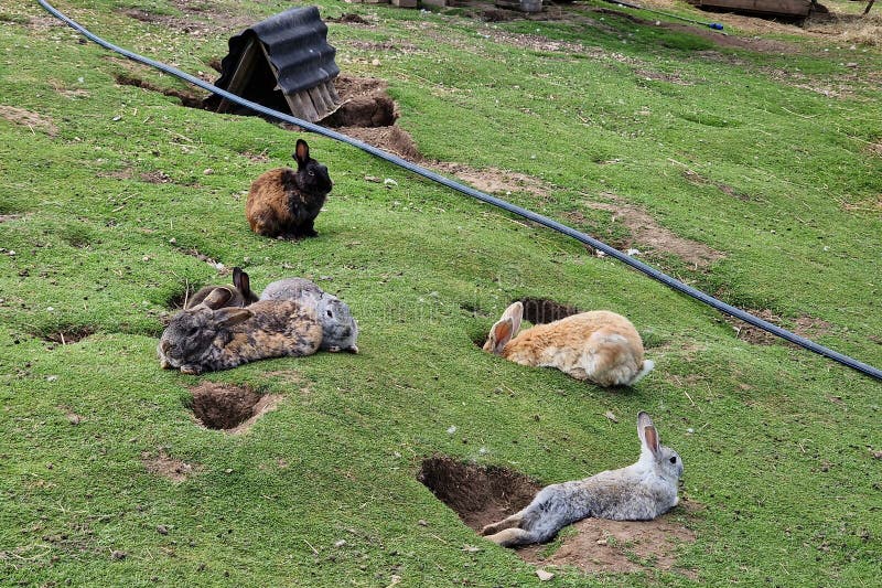 Many Different Color Rabbits in Garden Stock Image - Image of domestic ...