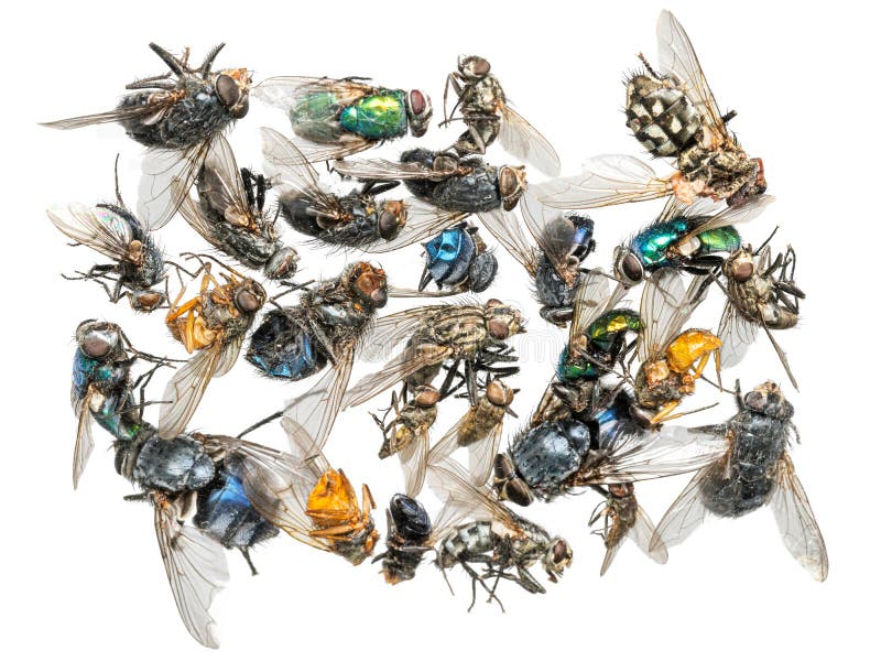 Many Different Colorful Dead Insects are in One Pile. Stock Photo ...