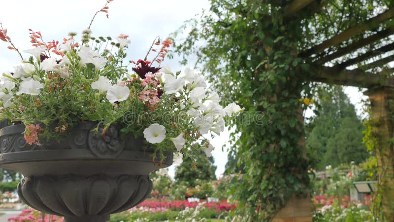 Many Different Colors in a Large Outdoor Pots. Stock Image - Image of ...