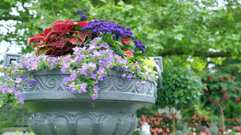 Many Different Colors in a Large Outdoor Pots Stock Image - Image of ...