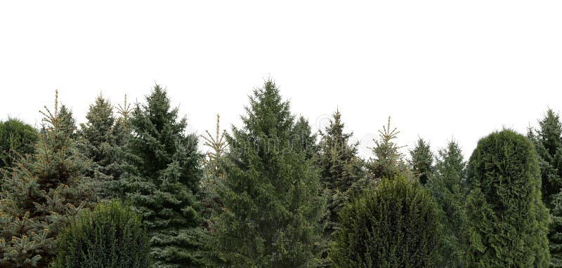 Many Different Coniferous Trees on White Background Stock Image - Image ...