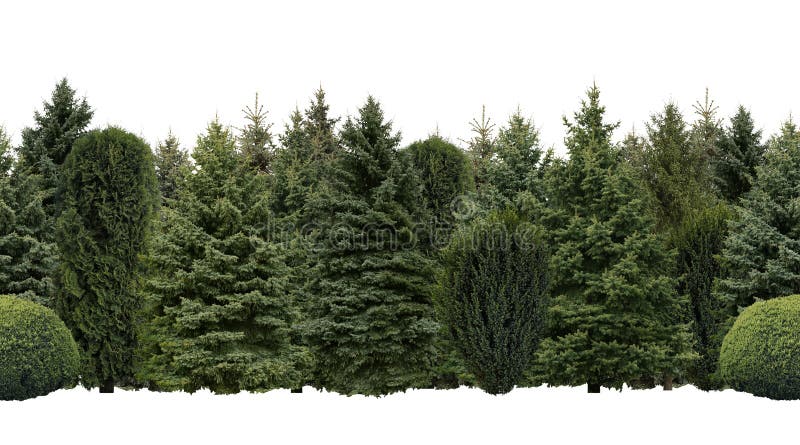 Many Different Coniferous Trees on White Background Stock Image - Image ...