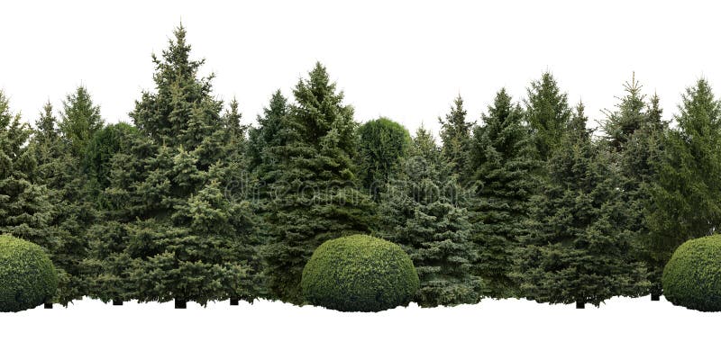 Many Different Coniferous Trees on White Background Stock Image - Image ...