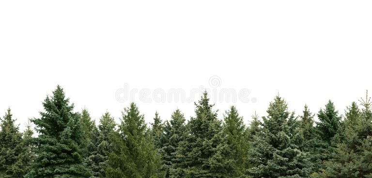 Many Different Coniferous Trees on White Background Stock Image - Image ...