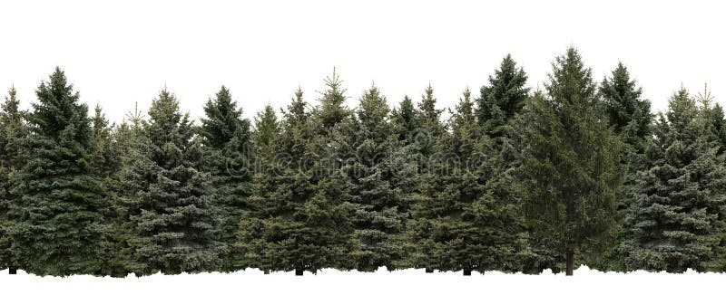 Many Different Coniferous Trees on White Background Stock Photo - Image ...