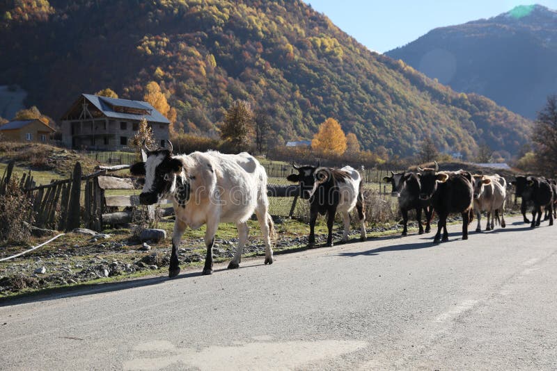 Many Different Cows on Asphalt Road in Mountains Stock Photo - Image of ...