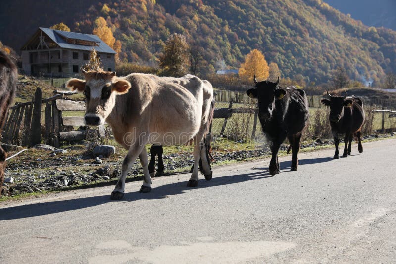 Many Different Cows on Asphalt Road in Mountains Stock Image - Image of ...