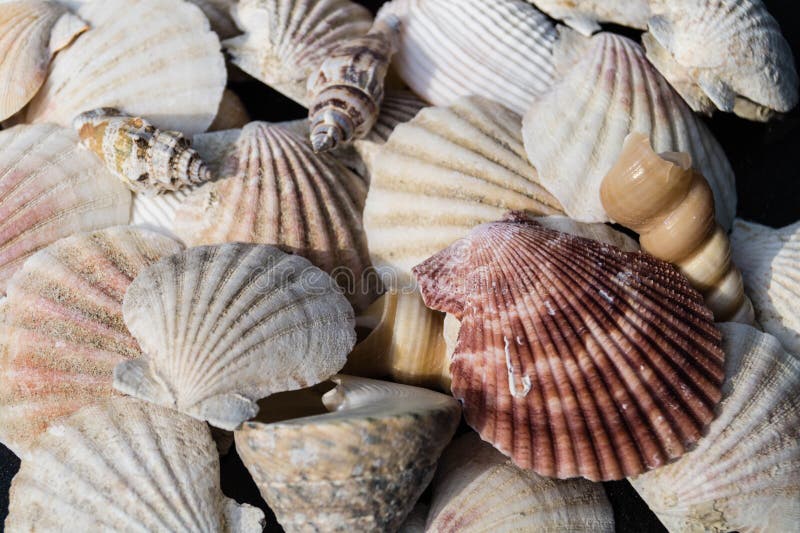 Seashells on the beach stock image. Image of beautiful - 124437323