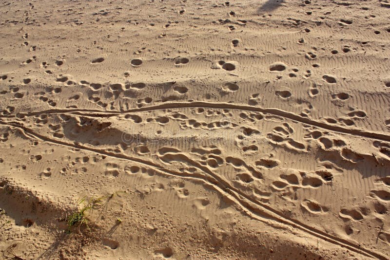 Many Different Footprints in Sand Stock Image - Image of traces, green ...