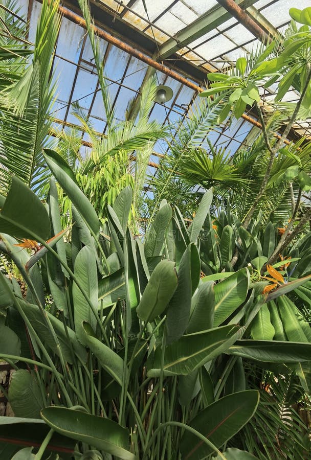 Many Different Green Plants in the Botanical Garden Building Stock ...