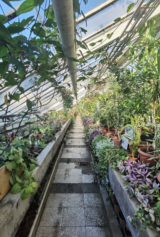 Many Different Green Plants in the Botanical Garden Building Stock ...