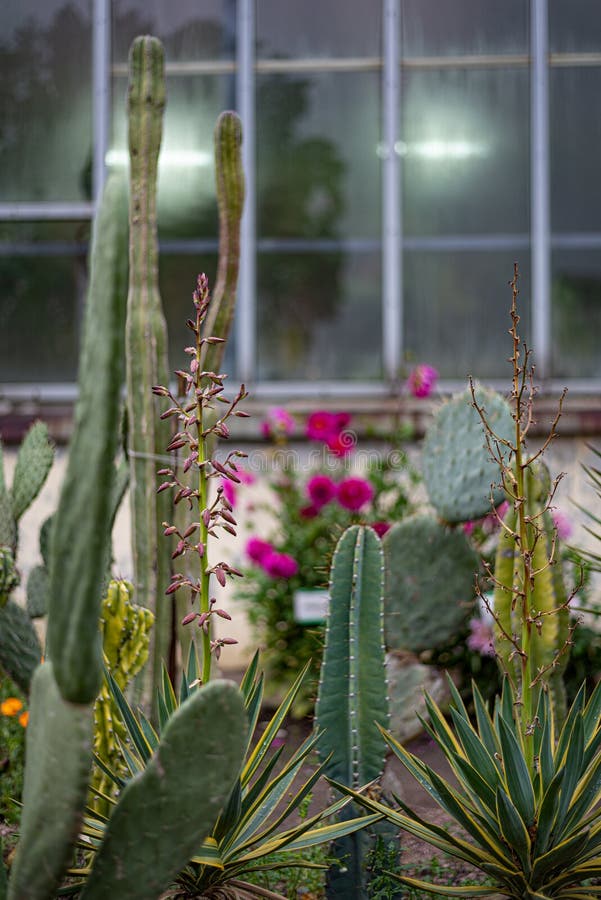 Many Different Large Long Green Cacti Growing in the Ground Stock Image ...