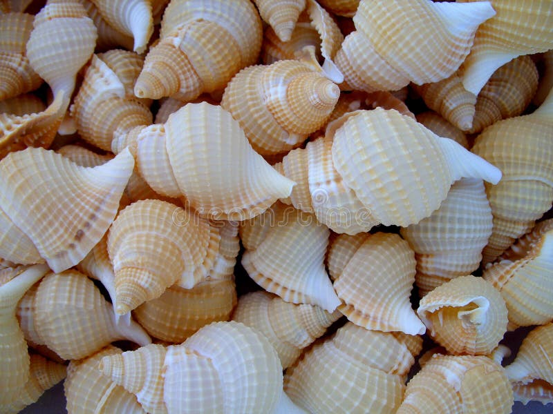 Different Little Beautiful Shells Stock Image - Image of seashell ...