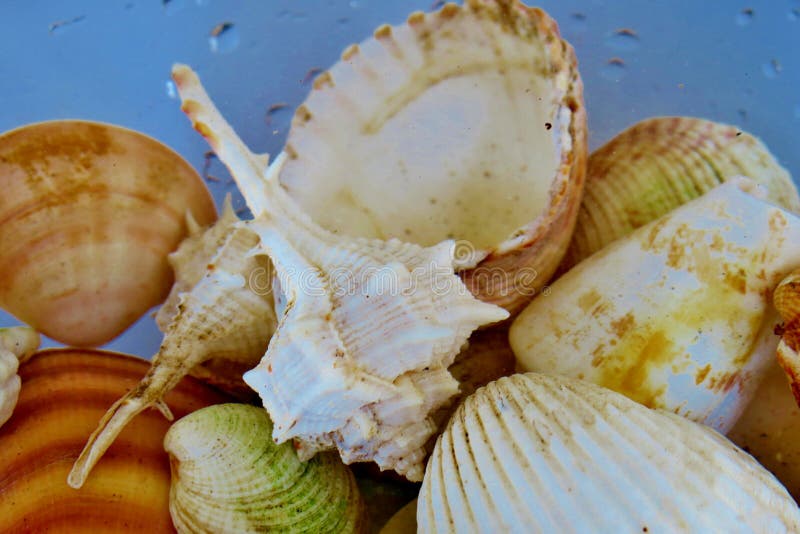 Many Different Little Seashells in Water with Different Patterns Stock ...