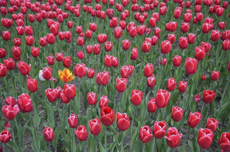 Many Different Multi Colored Tulips on a Flower Bed, Growing Area in in ...