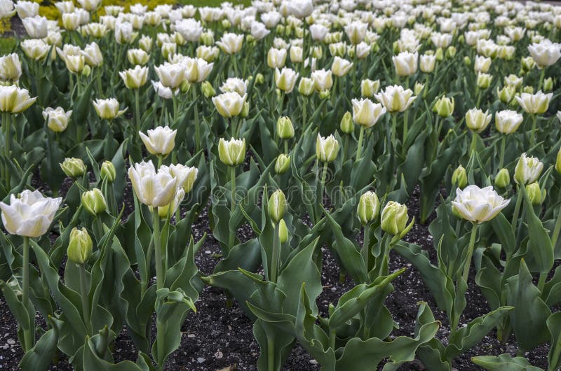 Many Different Multi Colored Tulips on a Flower Bed, Growing Area in in ...