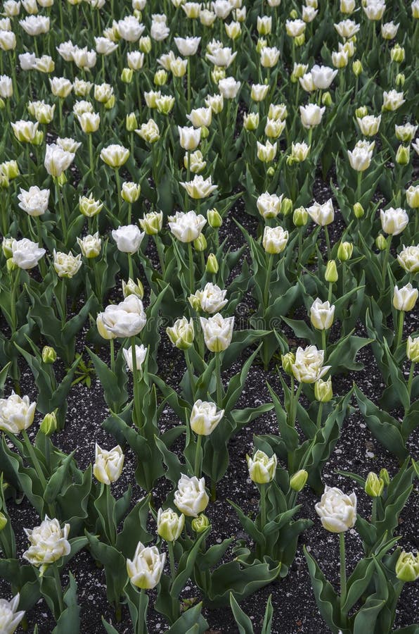 Many Different Multi Colored Tulips on a Flower Bed, Growing Area in in ...