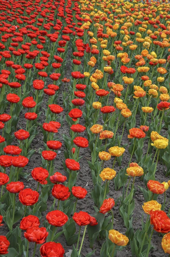 Many Different Multi Colored Tulips on a Flower Bed, Growing Area in in ...