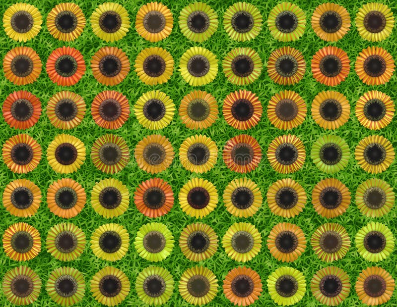 Many Different Multicolored Open Sunflower Backgrounds in Grass Stock ...