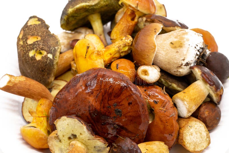 Many Different Mushrooms in Autumn Stock Image - Image of healthy ...