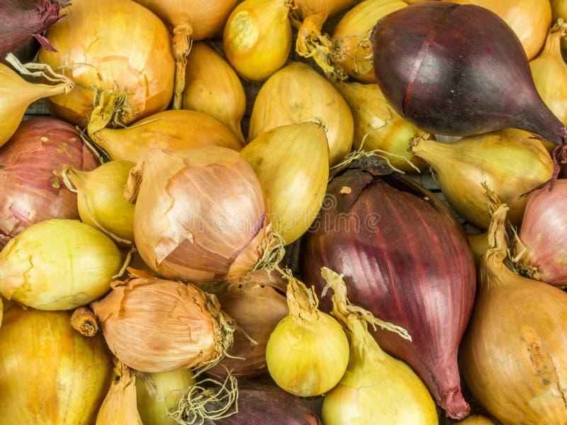 Onion Varieties in Fruit and Vegetable Shop Stock Image - Image of ...