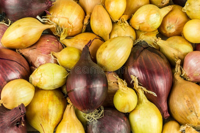 Many Different Onion Varieties Stock Image - Image of varieties, bulk ...