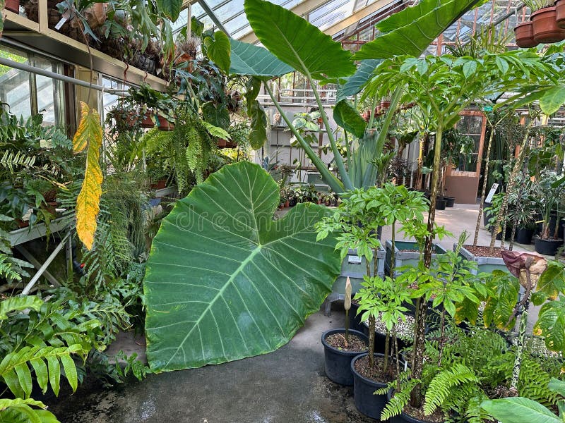 Many Different Plants Growing in Botanical Garden Stock Photo - Image ...