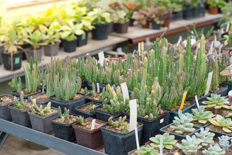 Many Different Pots of Plants in the Botanical Garden. Stock Image ...