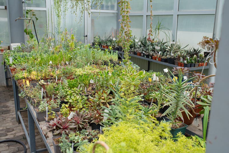 Many Different Pots of Plants in the Botanical Garden. Stock Image ...