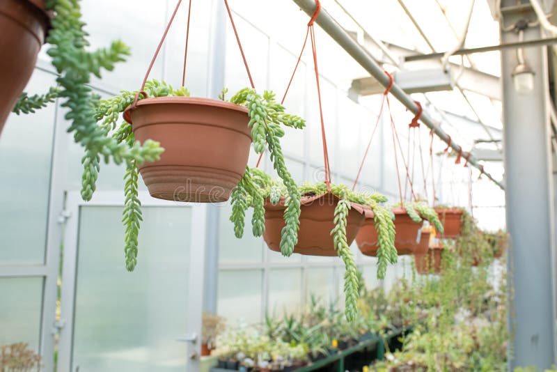 Many Different Pots of Plants in the Botanical Garden. Stock Image ...