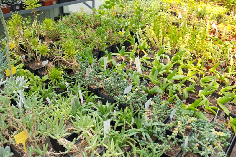 Many Different Pots of Plants in the Botanical Garden. Stock Image ...