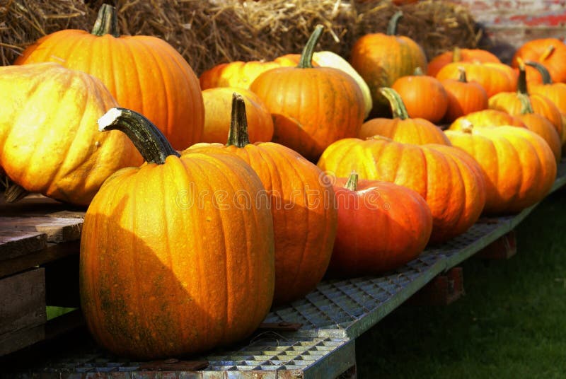 Many different pumpkins stock photo. Image of variety - 293939166