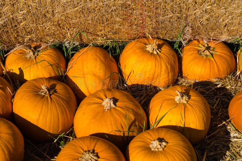 Stack of pumpkins stock photo. Image of halloween, decor - 128783104