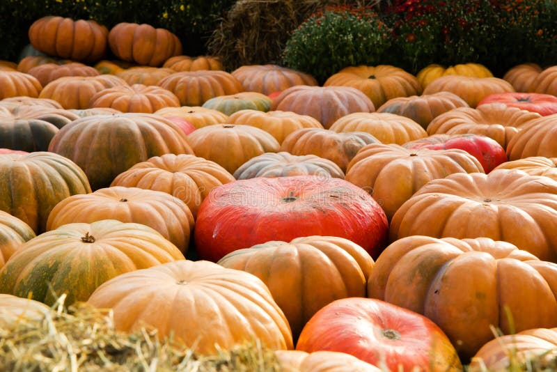 Many different pumpkins stock photo. Image of flora - 100413598