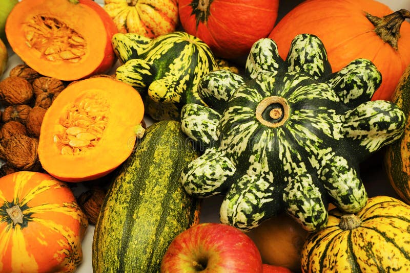 Various rare pumpkins stock photo. Image of colourful - 163835508