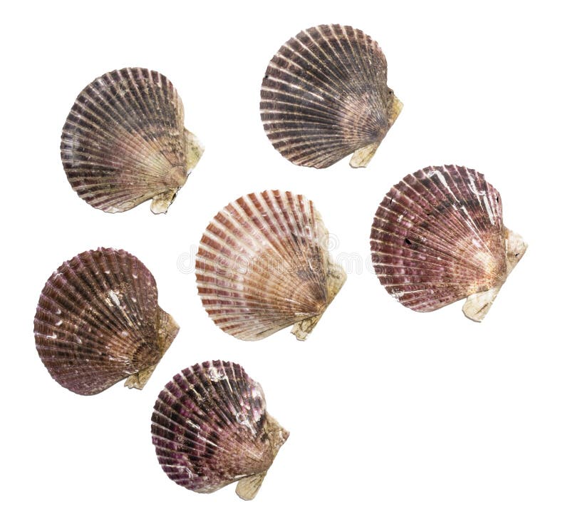 Many Different Real Scallop Shells Isolated on White Background ...