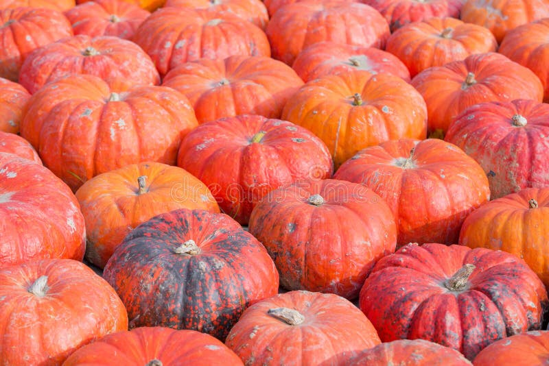 Many Different Red Pumpkins Stock Photo - Image of farming, halloween ...