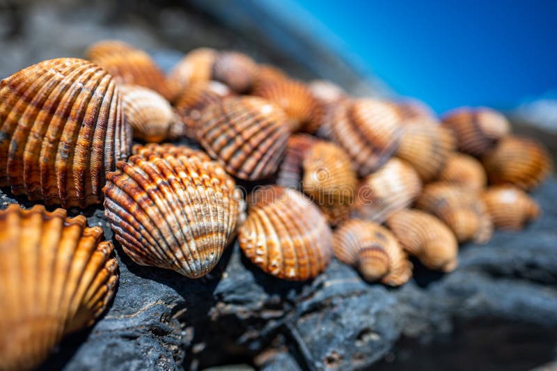 Many Different Shells Stacked Together on Costa Del Sol Beach, Spain ...