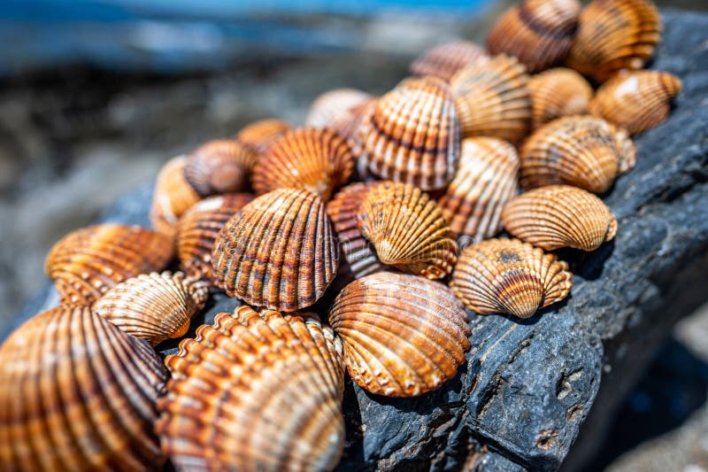 Many Different Shells Stacked Together on Costa Del Sol Beach, Spain ...