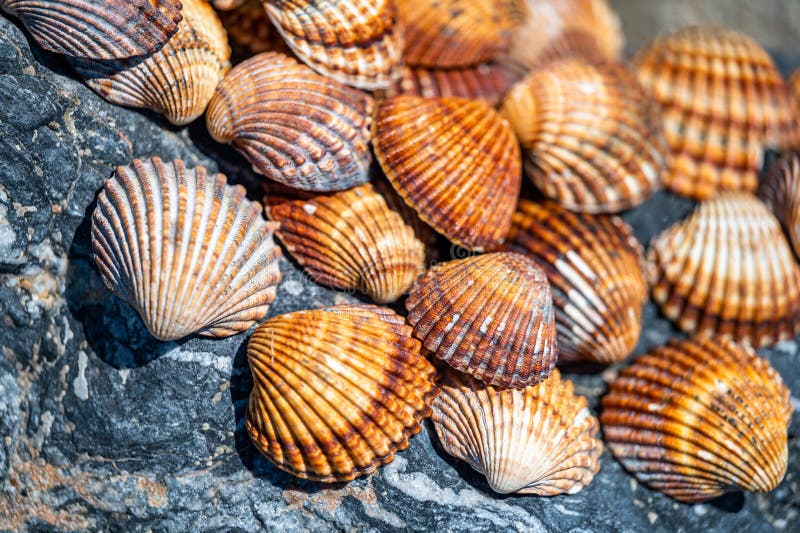 Many Different Shells Stacked Together on Costa Del Sol Beach, Spain ...