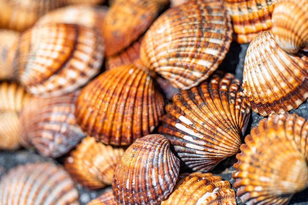 Many Different Shells Stacked Together on Costa Del Sol Beach, Spain ...