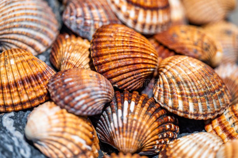 Many Different Shells Stacked Together on Costa Del Sol Beach, Spain ...