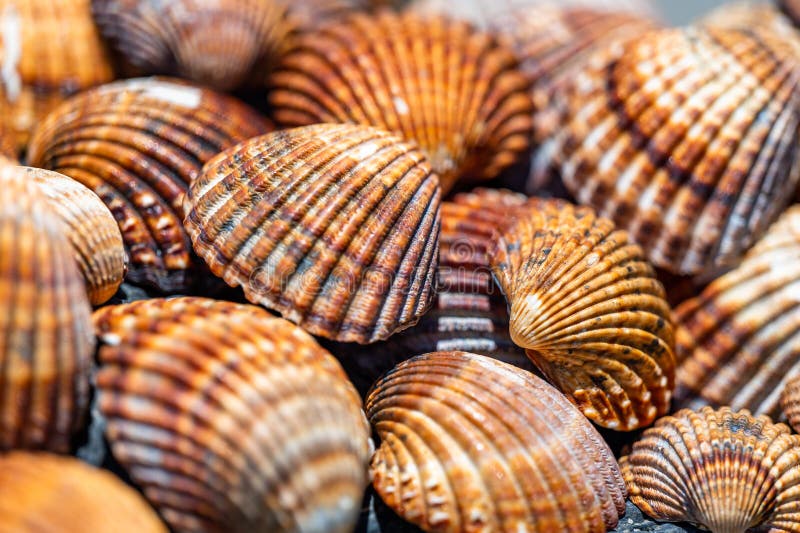 Many Different Shells Stacked Together on Costa Del Sol Beach, Spain ...