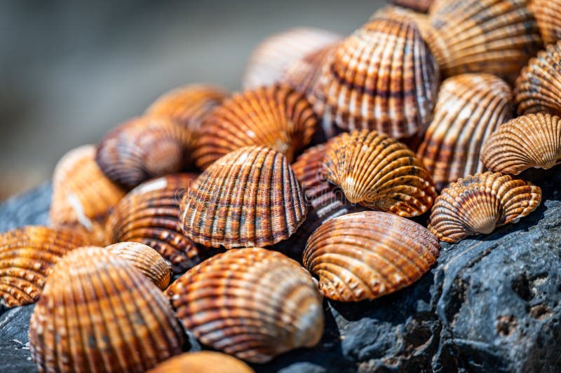 Many Different Shells Stacked Together on Costa Del Sol Beach, Spain ...